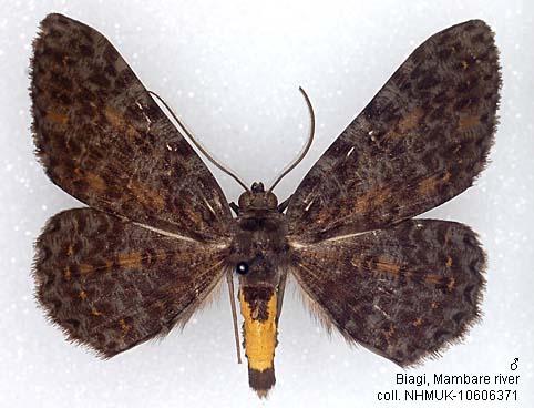 Papua Insects Foundation (Lepidoptera/Geometridae(Ennominae)/Bracca ...